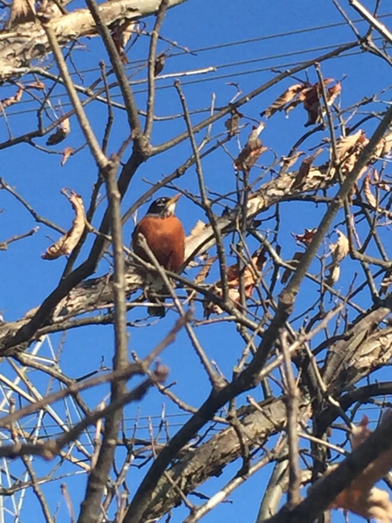 Robin: Sign of Spring - Brenda Flowers